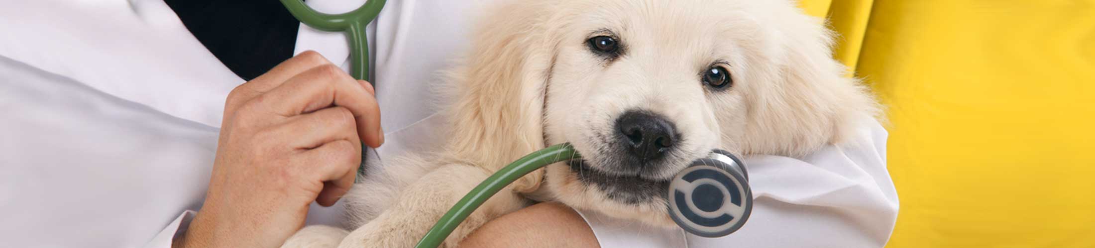 How often do you clean your stethoscope?